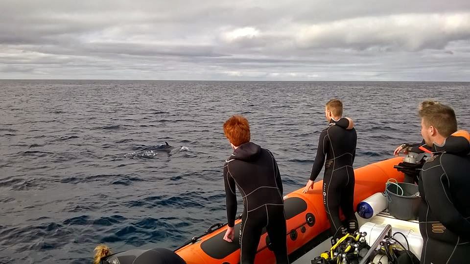 Best Spot Azores PADI 5* Dive Center: Dive Ponta Delgada Buceo Azores ...