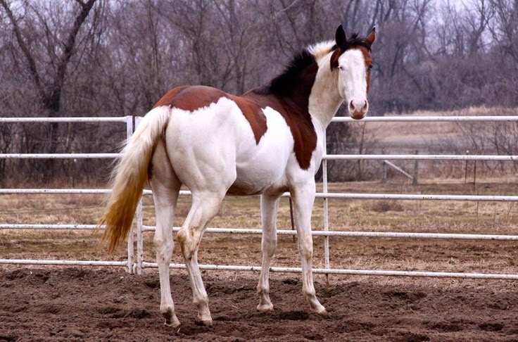 Um pouco sobre pelagens: Overo Splash