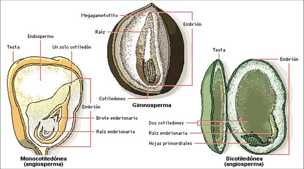 LAS PLANTAS: LAS PLANTAS