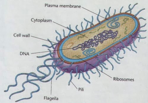 Eubacteria Kingdom: What Is Eubacteria?