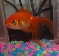 Rants of a Middle-aged Suburbanite: Nemo Goldfish
