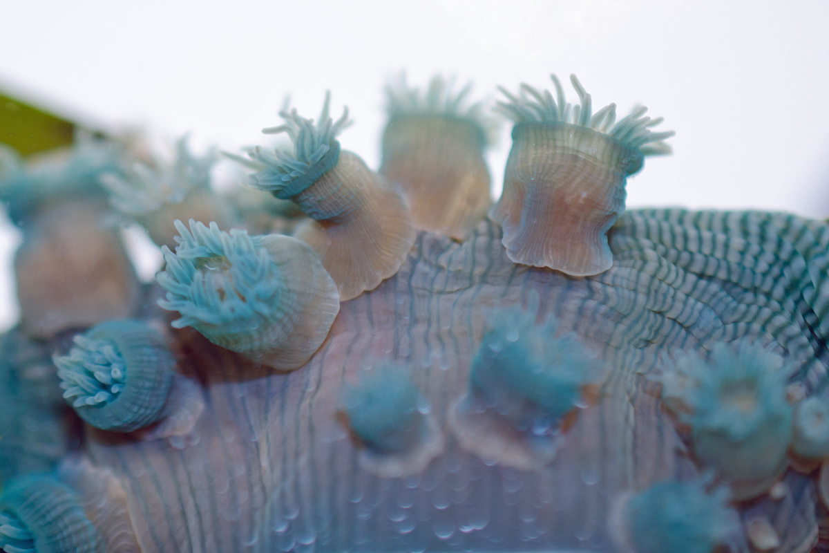 Wanderin' Weeta (With Waterfowl and Weeds): 07/01/2013 - 08/01/2013