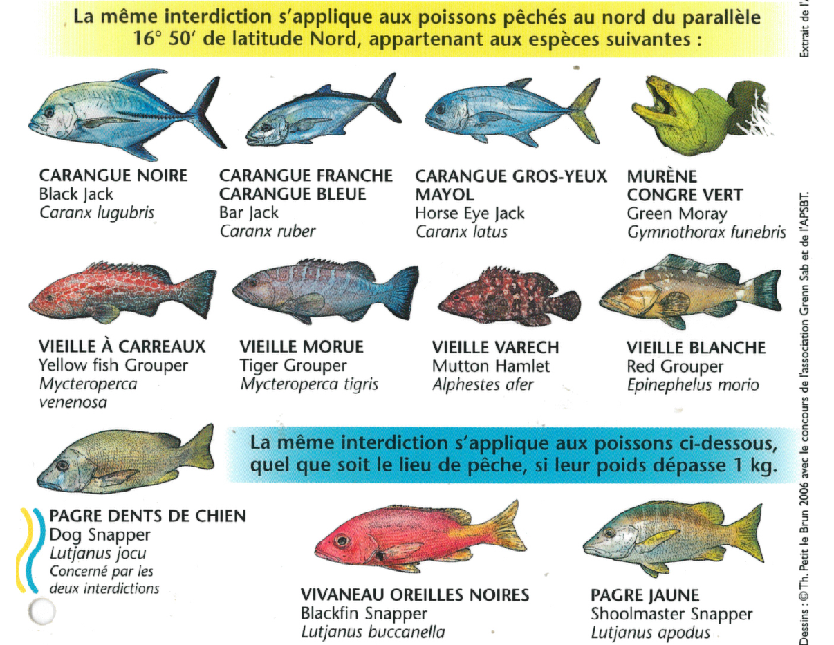 Guadeloupe : Suite à la recrudescence des cas de ciguatera : Attention ...
