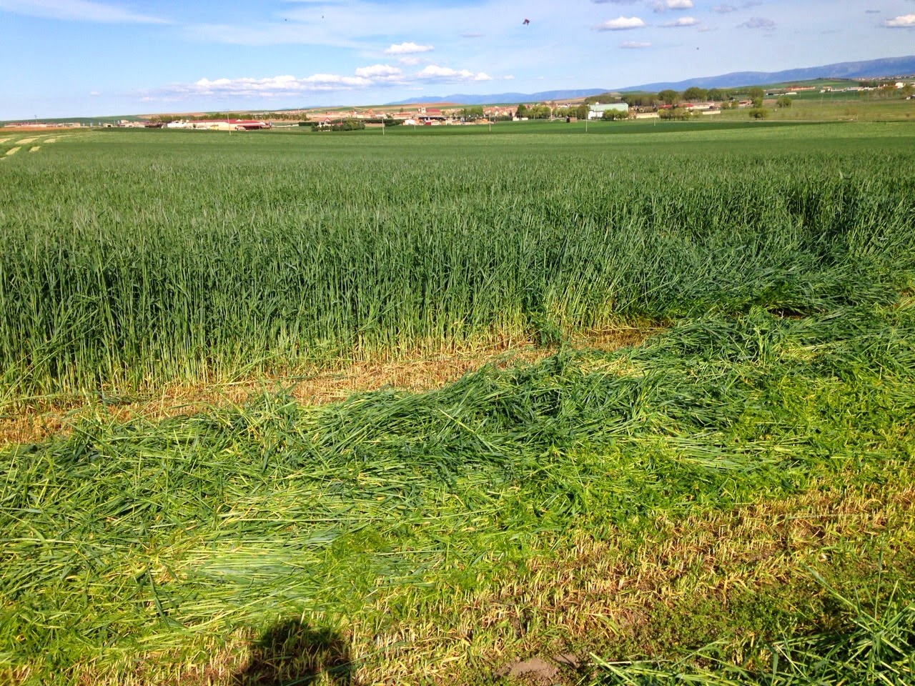 Feed for next months. Ensiling rye and vetch