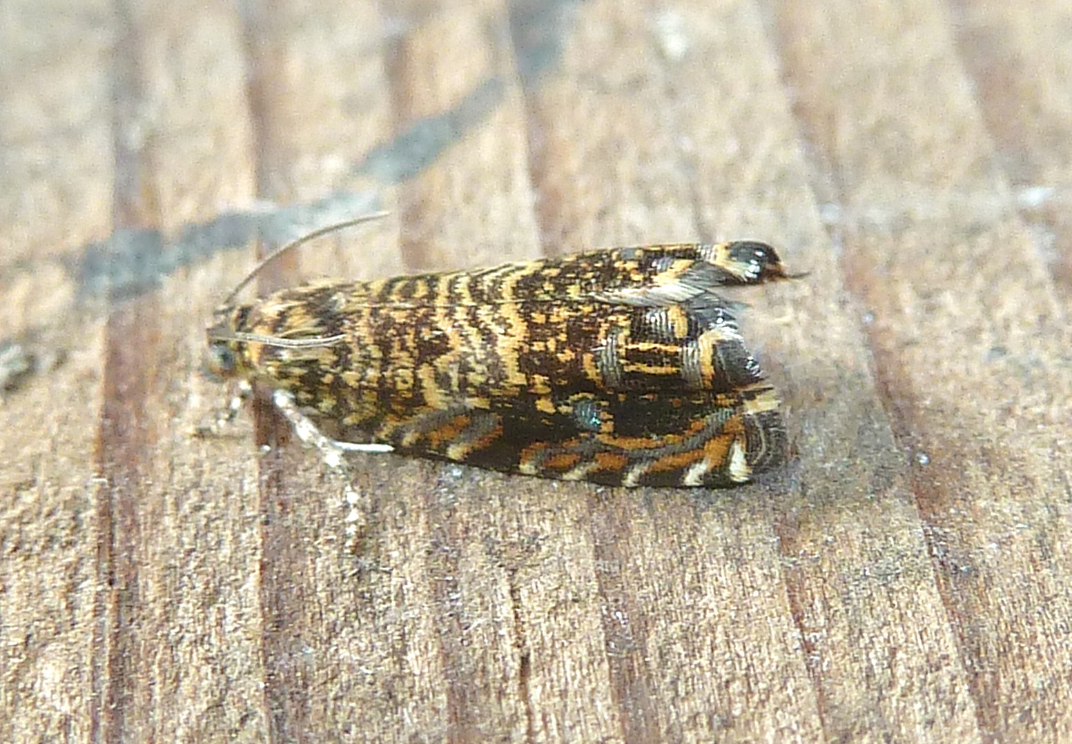 MOTHS ...WE ARE THE CAMPIONS: 16th June 2013 ... Cockroach Moth is back