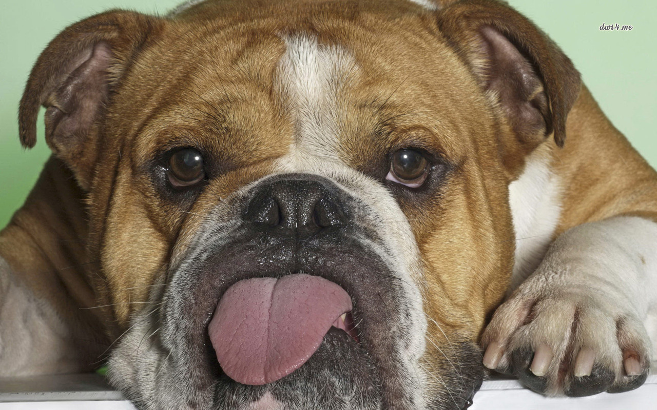 Top 17 Beautiful And Fabulous BULLDOG Wallpapers In HD