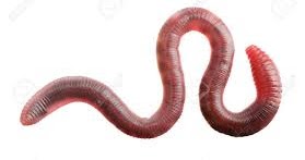 Le ver à pied