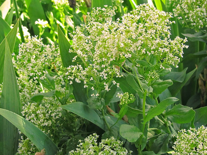 Blog de Paisajismo Herba Nova: El peligroso mastuerzo bárbaro. Revista ...