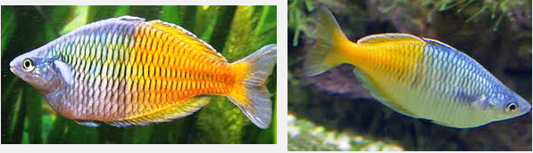 Mengenal Ikan Rainbow Boesemani yang Menggemparkan Dunia Ikan Hias ...