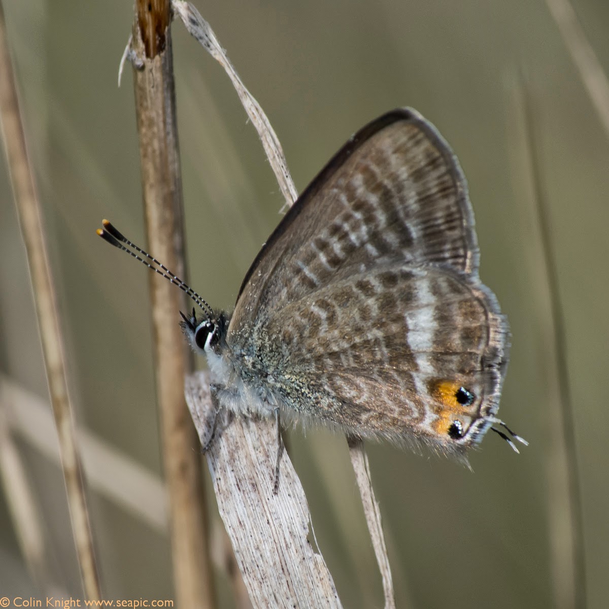 Postcards from Sussex: Hunting the Long-tailed Blue