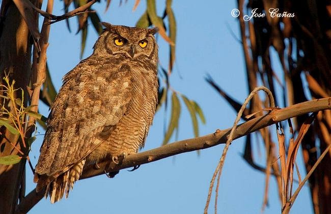 Bitacora de mi Chile: Aves de Chile: Buho Tucúquere