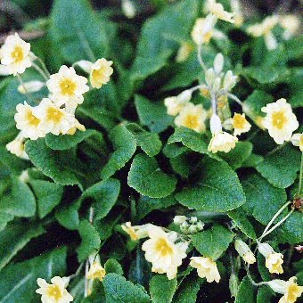 English Plants: WILD PRIMROSE (primula vulgaris)