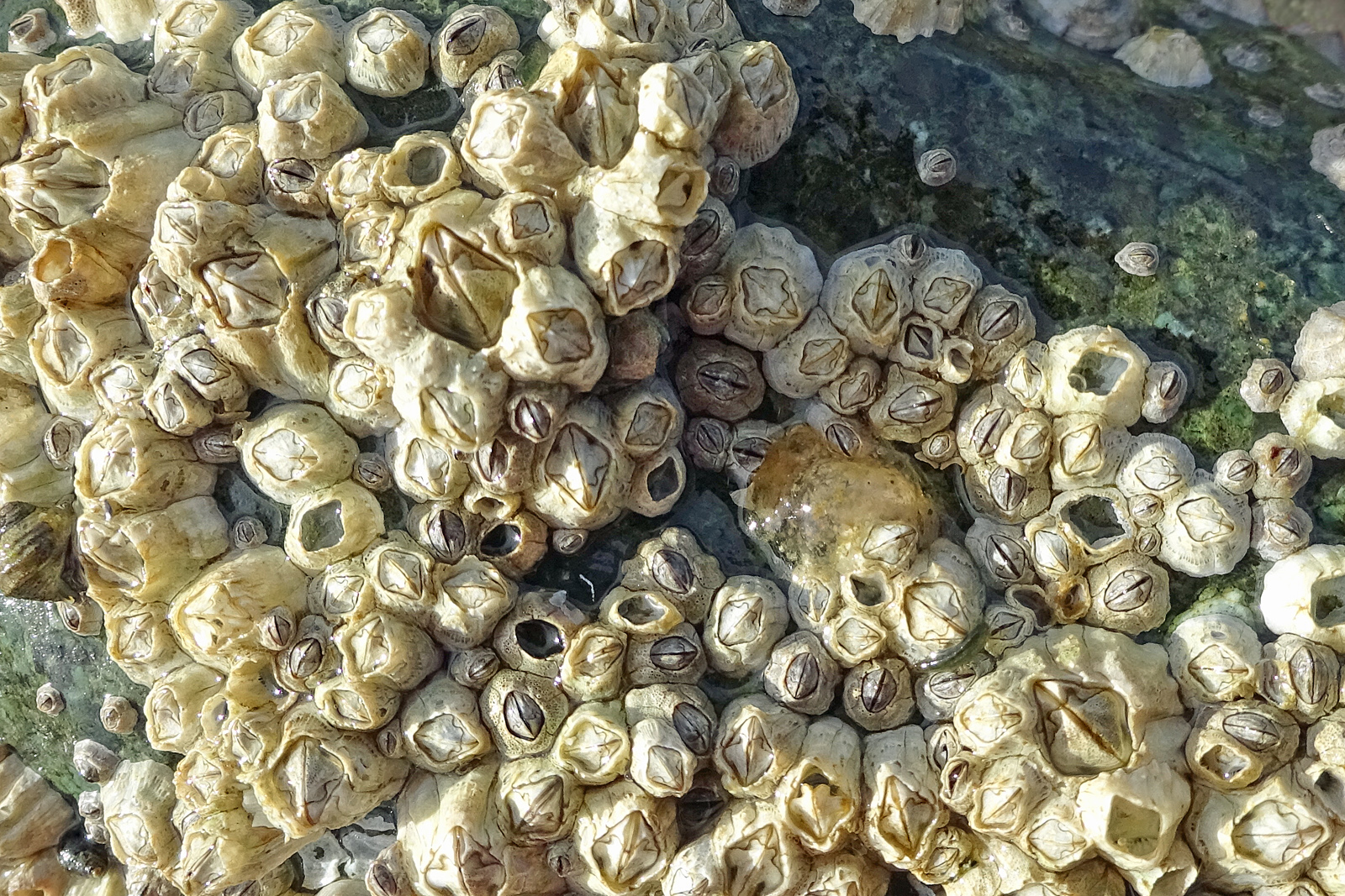 Wanderin' Weeta (With Waterfowl and Weeds): Barnacles and barnacle eaters