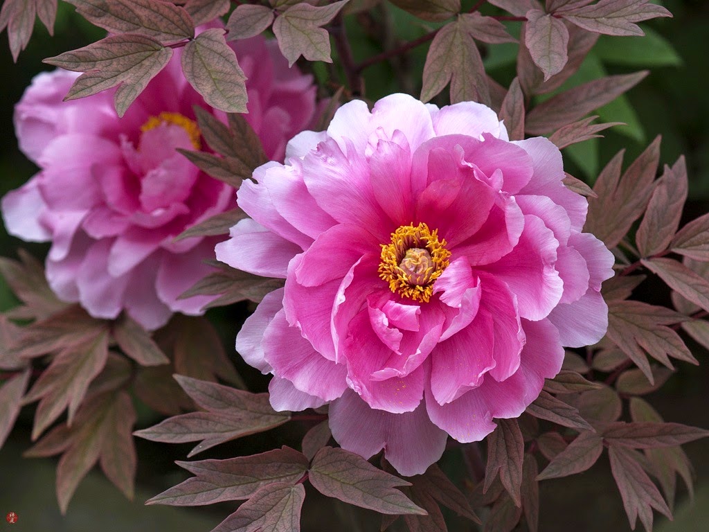 FROM THE GARDEN OF ZEN: Botan (Paeonia suffruticosa) Flowers: Engaku-ji