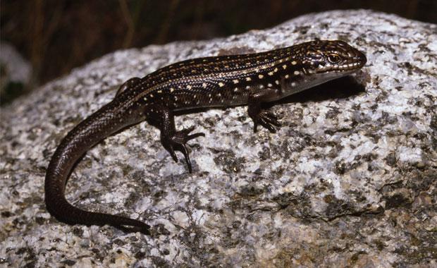 Scincomorpha - True Lizard