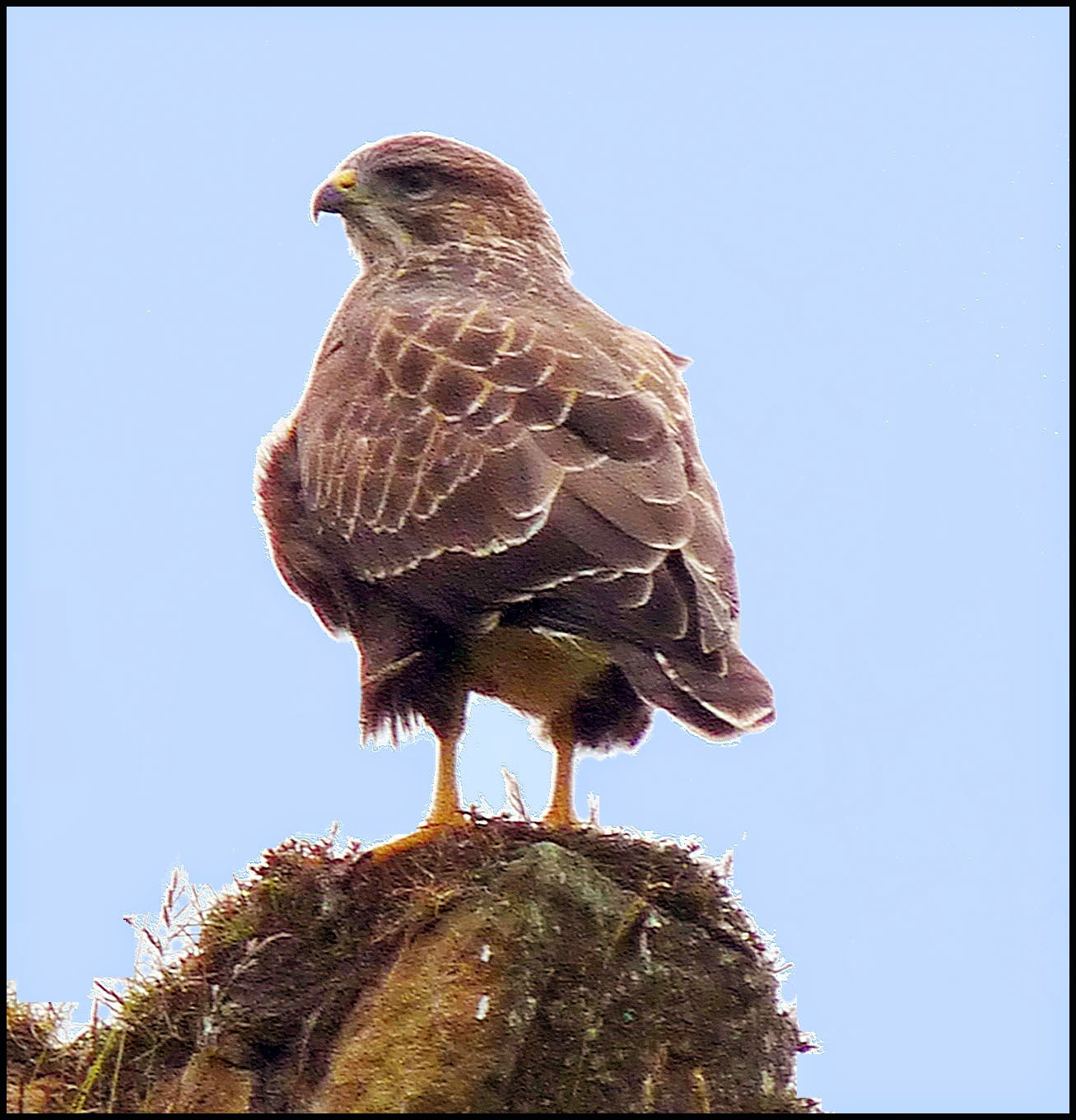 Wild and Wonderful: Tree Following - February 2015