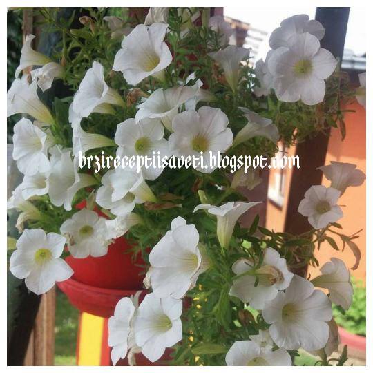Brzireceptiisaveti.blogspot.com: Kraljica balkona surfinija-viseca ...