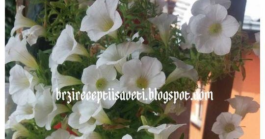 Brzireceptiisaveti.blogspot.com: Kraljica balkona surfinija-viseca ...