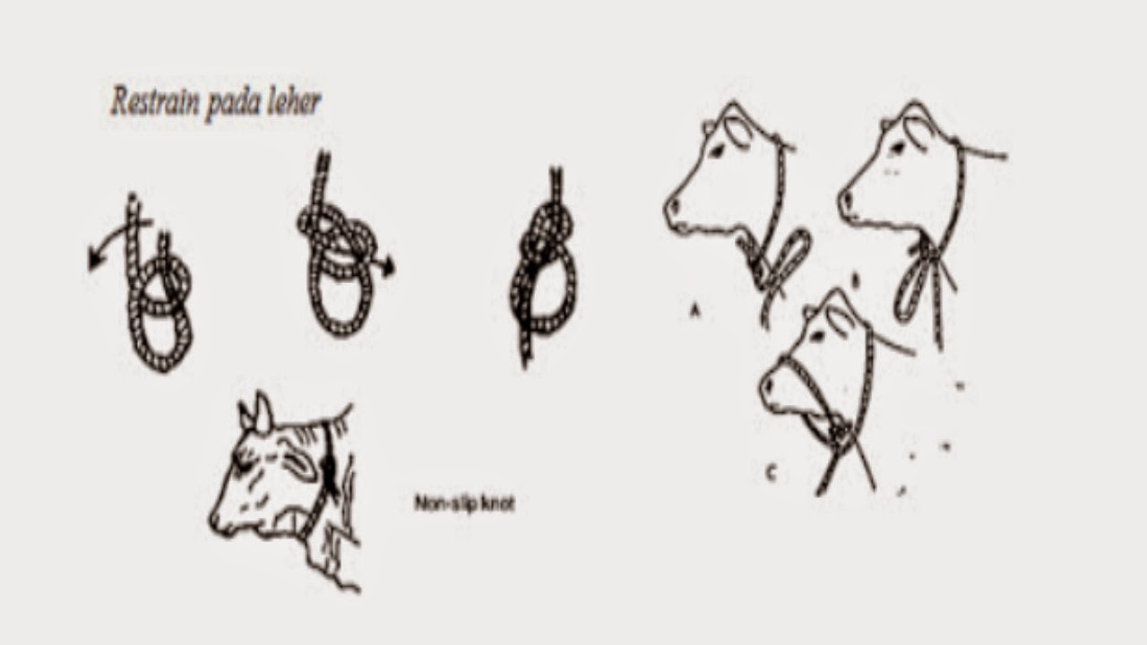 SARUEDI SIMAMORA: RESTRAIN DAN CASTING PADA SAPI