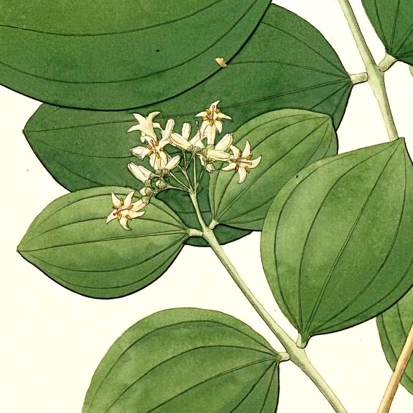 In the Company of Plants and Rocks: Tree of the Month: the Poison Nut Tree