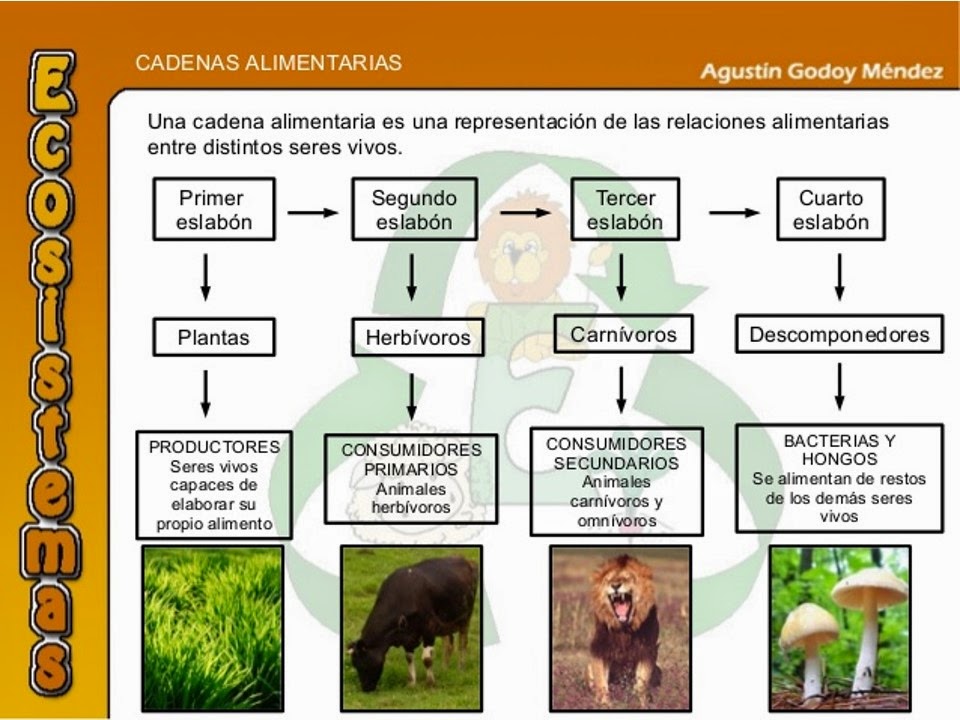 INTEGRACIÓN DE ÁREAS - 4° 1: CIENCIAS NATURALES