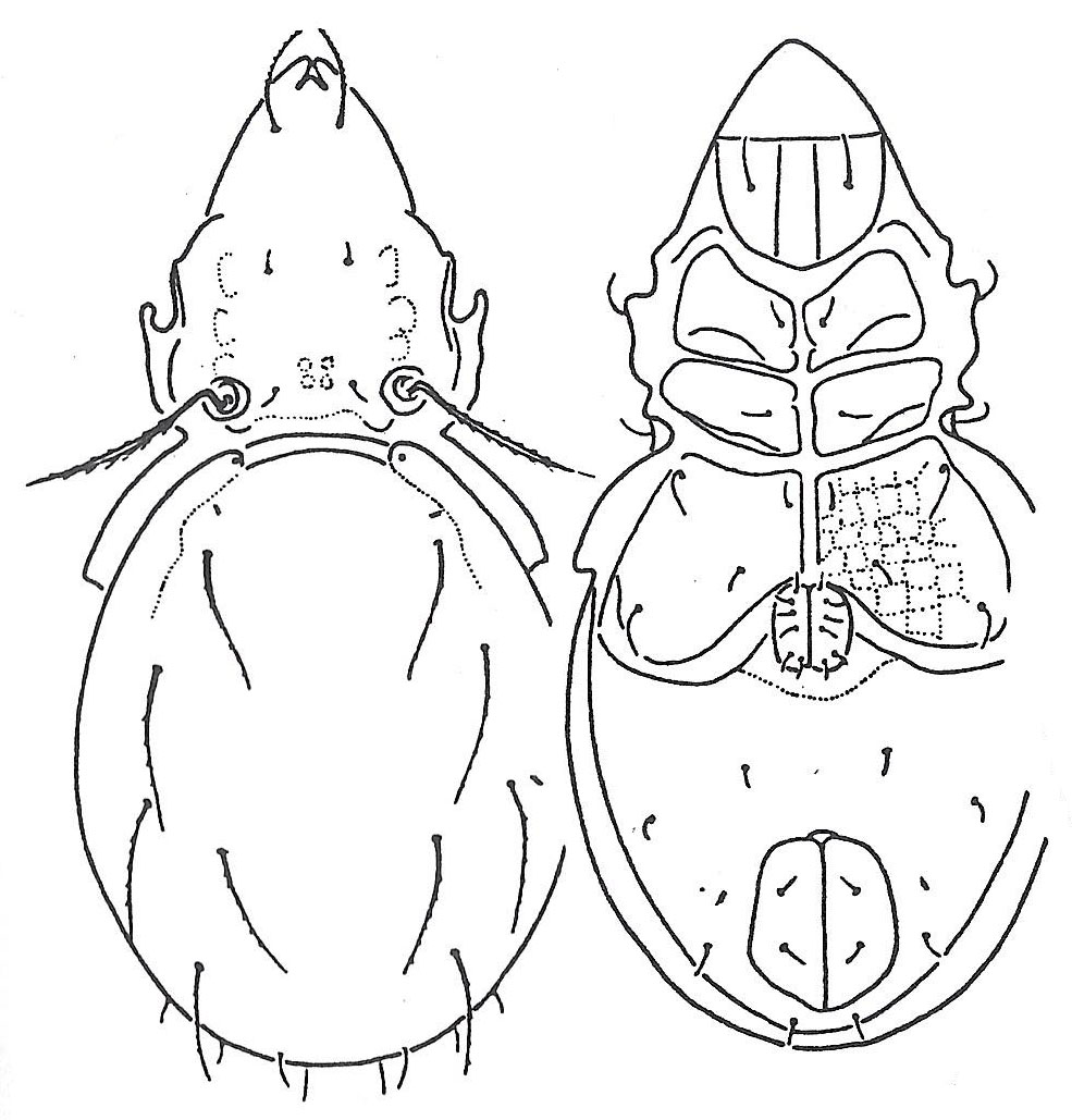 Variety of Life: Setoppia