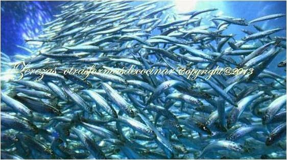 zerezas-otrasformasdecocinar: Propiedades de la Sardina