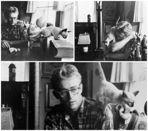 Stars and Letters: Taking care of James Dean's cat