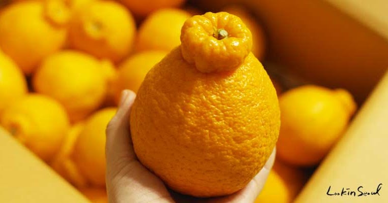 Special Orange you can meet in Korea; Hallabong - lookinSeoul