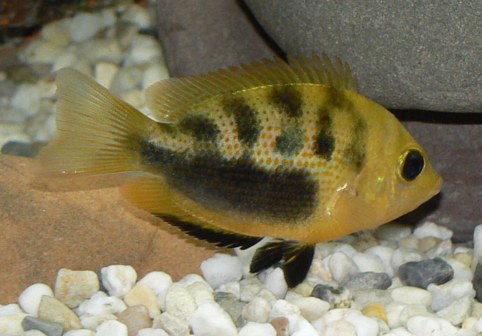Etroplus maculatus - Orange chromide - Kaha koraliya | FRESHWATER ...