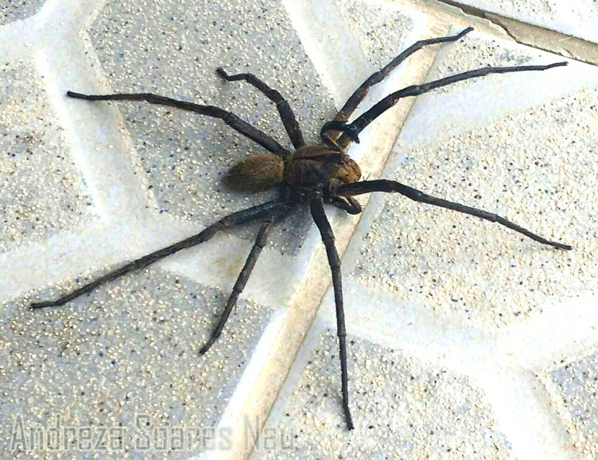 Insetologia - Identificação de insetos: Aranhas Armadeiras de Santa ...