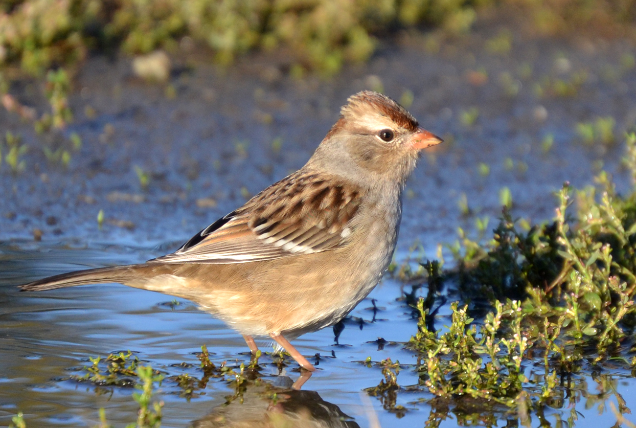 Woods Walks and Wildlife: White-crowned Sparrows and More Birds at the ...