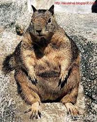 FOR MY LOVELY SOFIA & RAYYAN: tupai o tupai...