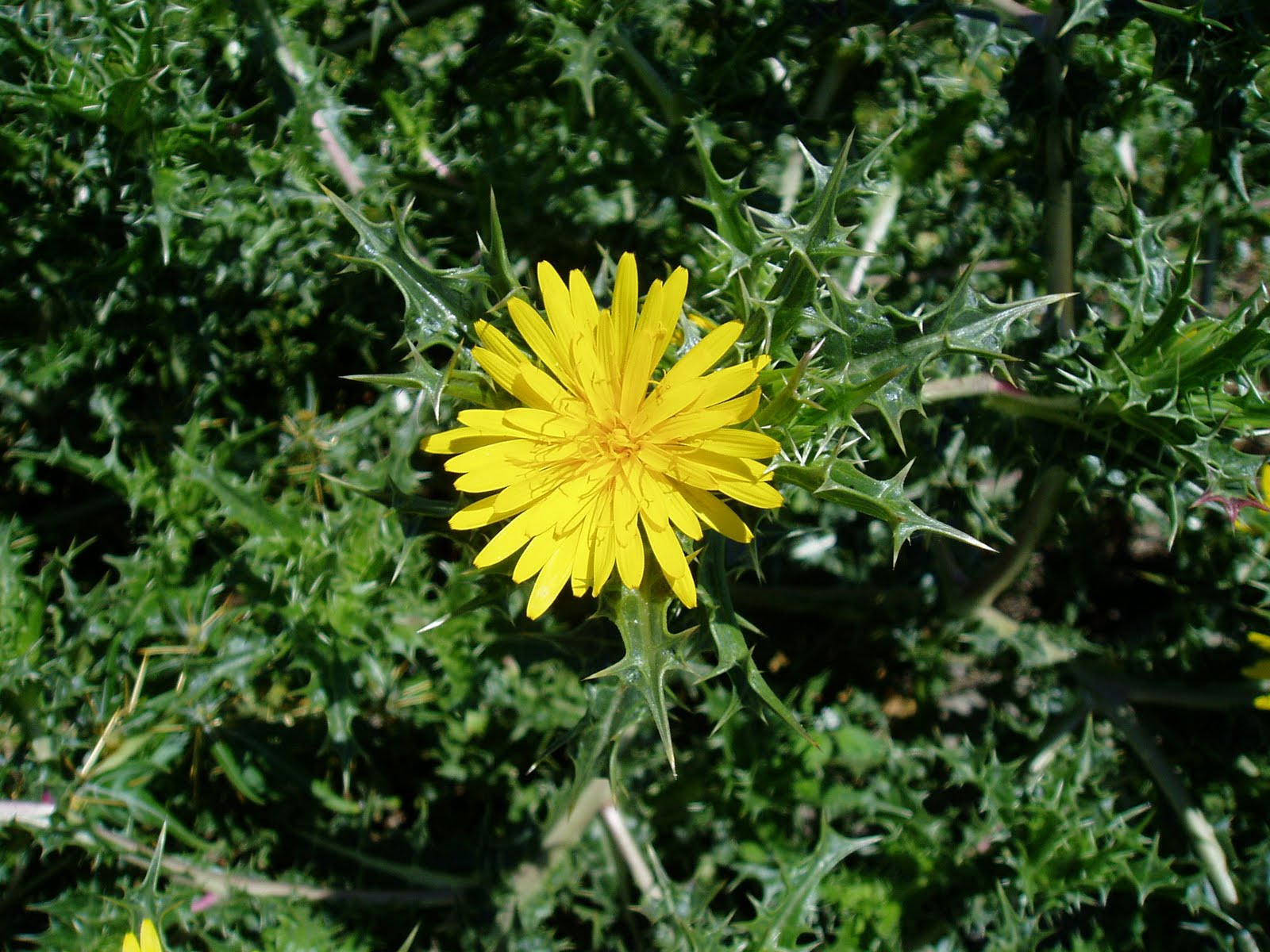 Plantas rioMoros: julio 2011