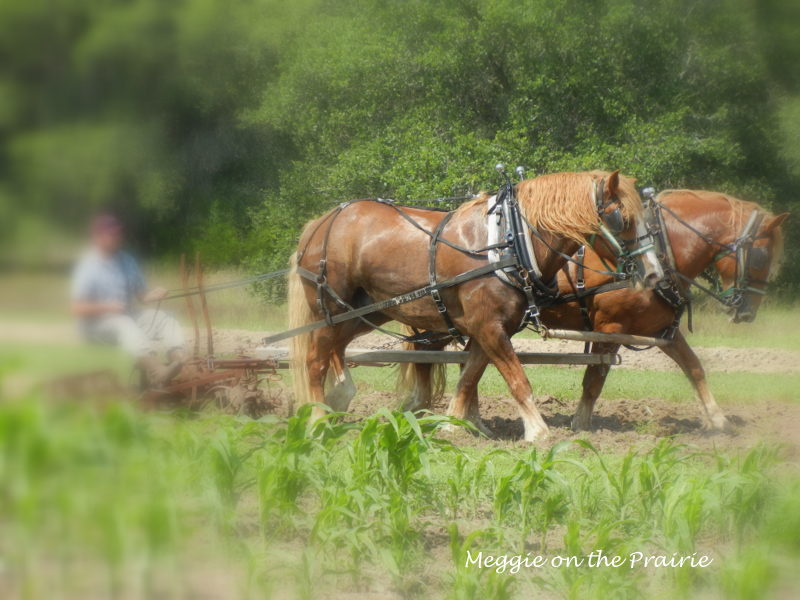 Meggie On The Prairie: Texas Draft Horses Plowing Through History