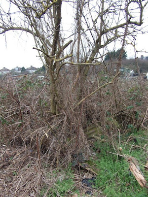 The Plot of the BeeKeeper: 5th of March The Elder Tree and the Bramble Farm