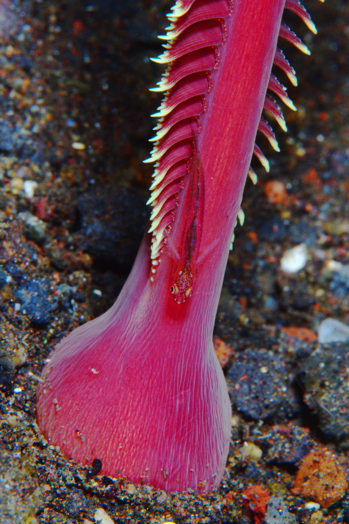 Real Monstrosities: Sea Pen