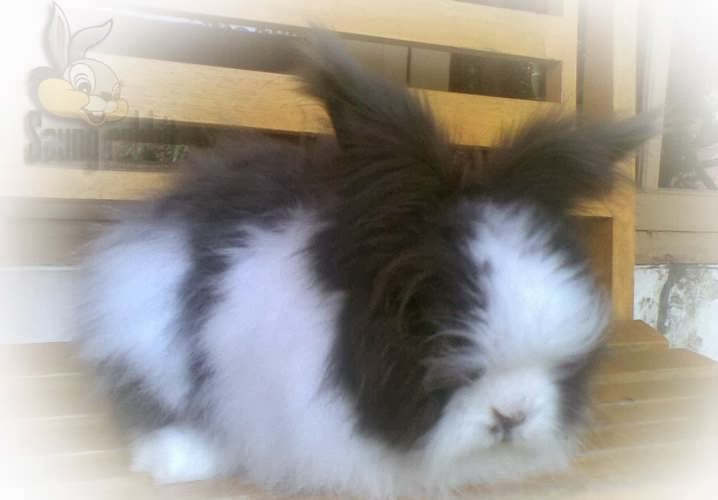 Sejarah Kelinci | Saung Rabbit