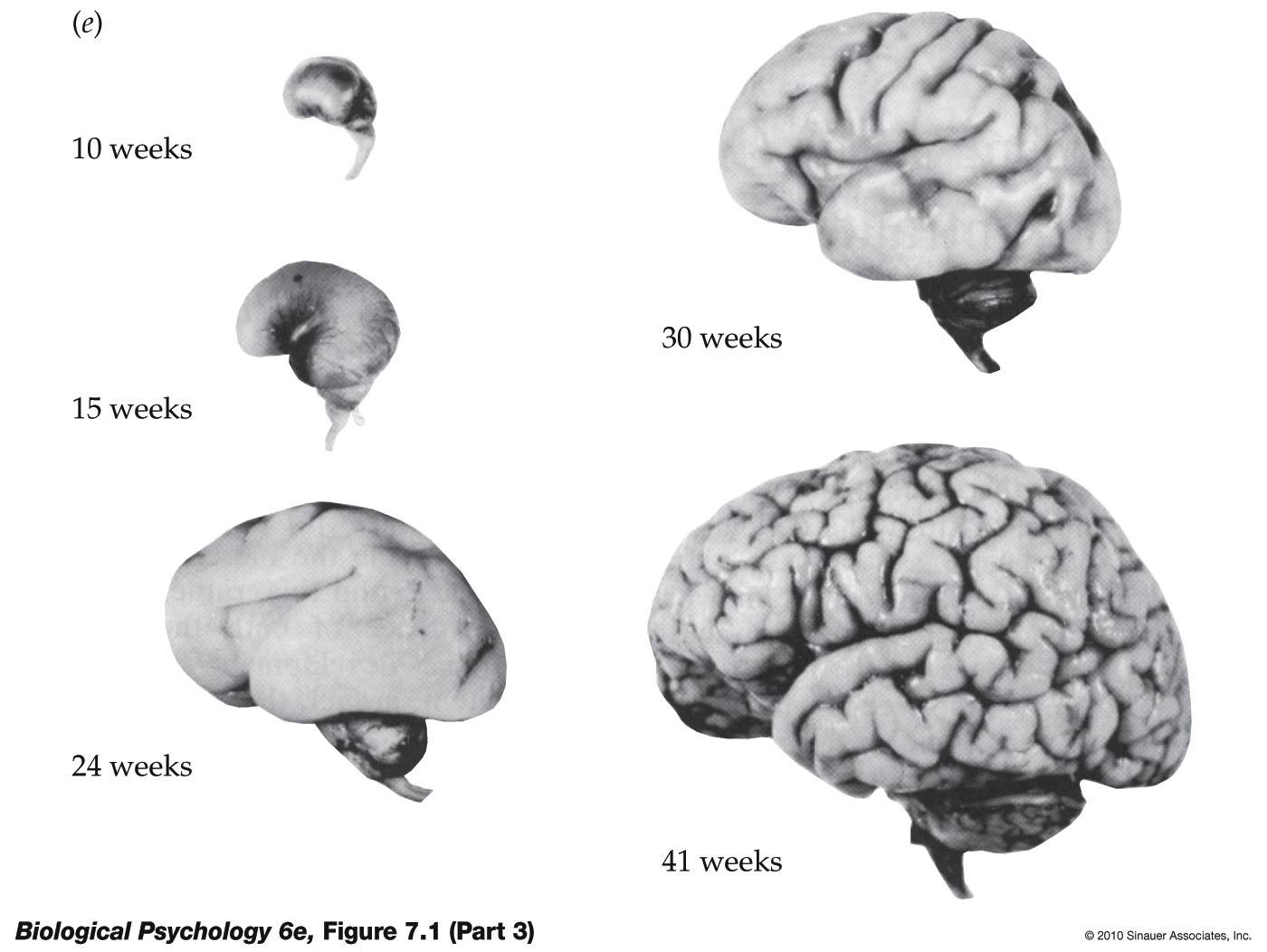 Life After Being A Student - My Mission To Learn: Neurodevelopment ...
