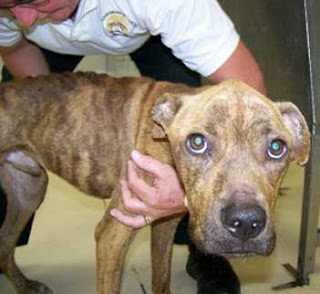 Florida Victims Rights: Do School Bullies abuse animals too?