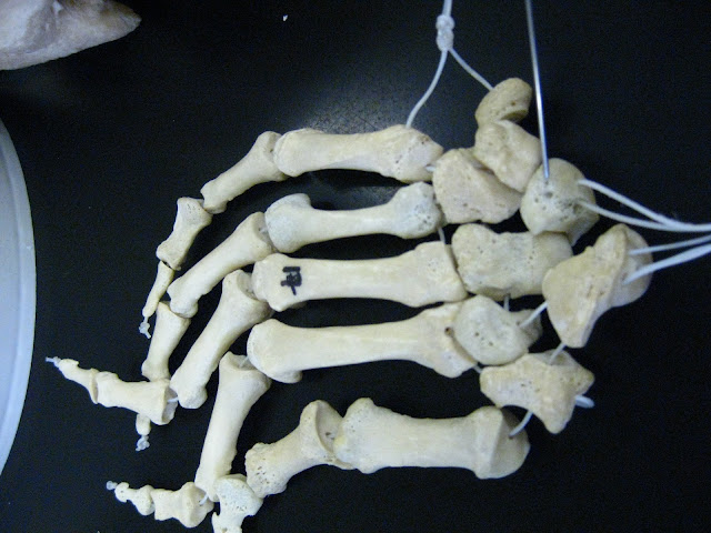 Boned: Human Skeleton - hand