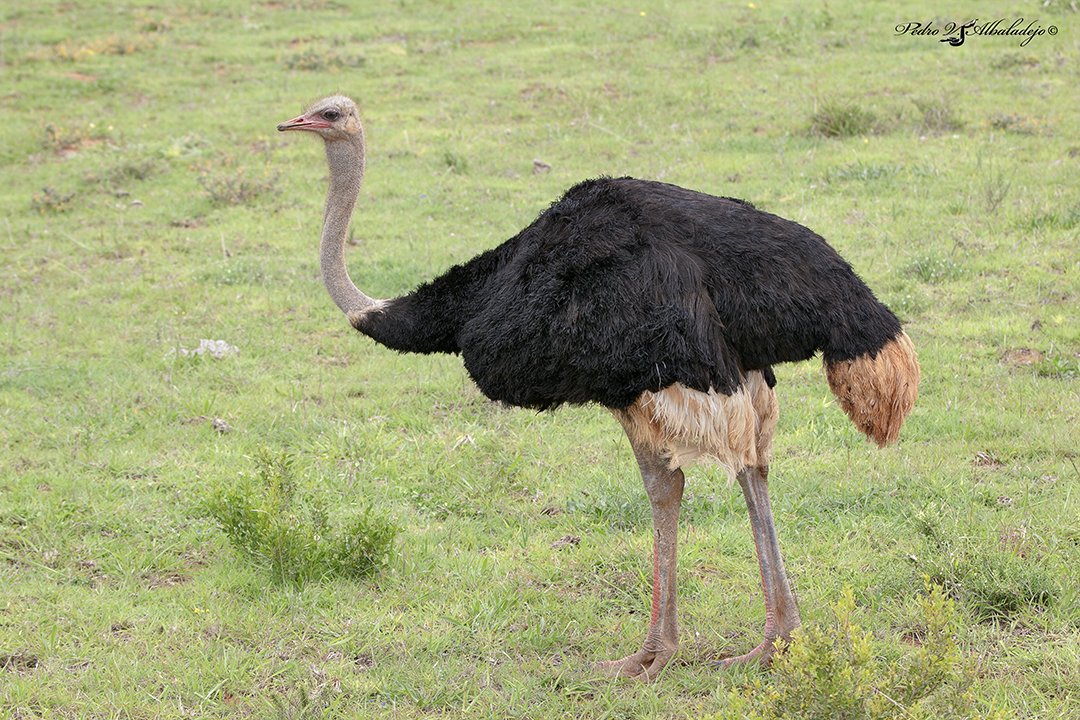 Azul pálido: Struthioniformes