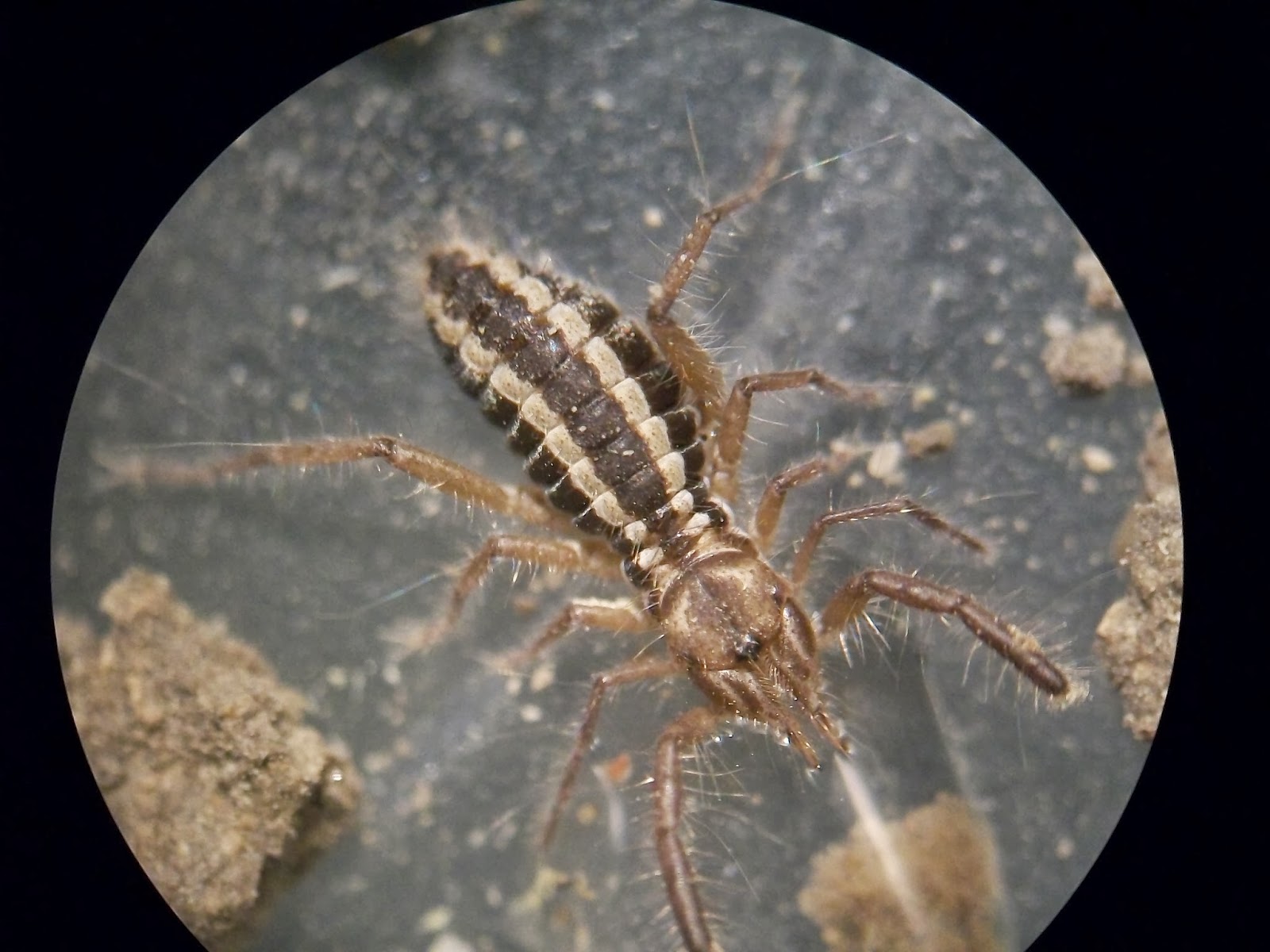 Alma biológica: El solífugo, araña camello o escorpión del viento