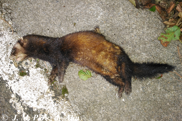 Macizo del Gorbeia: Turón europeo