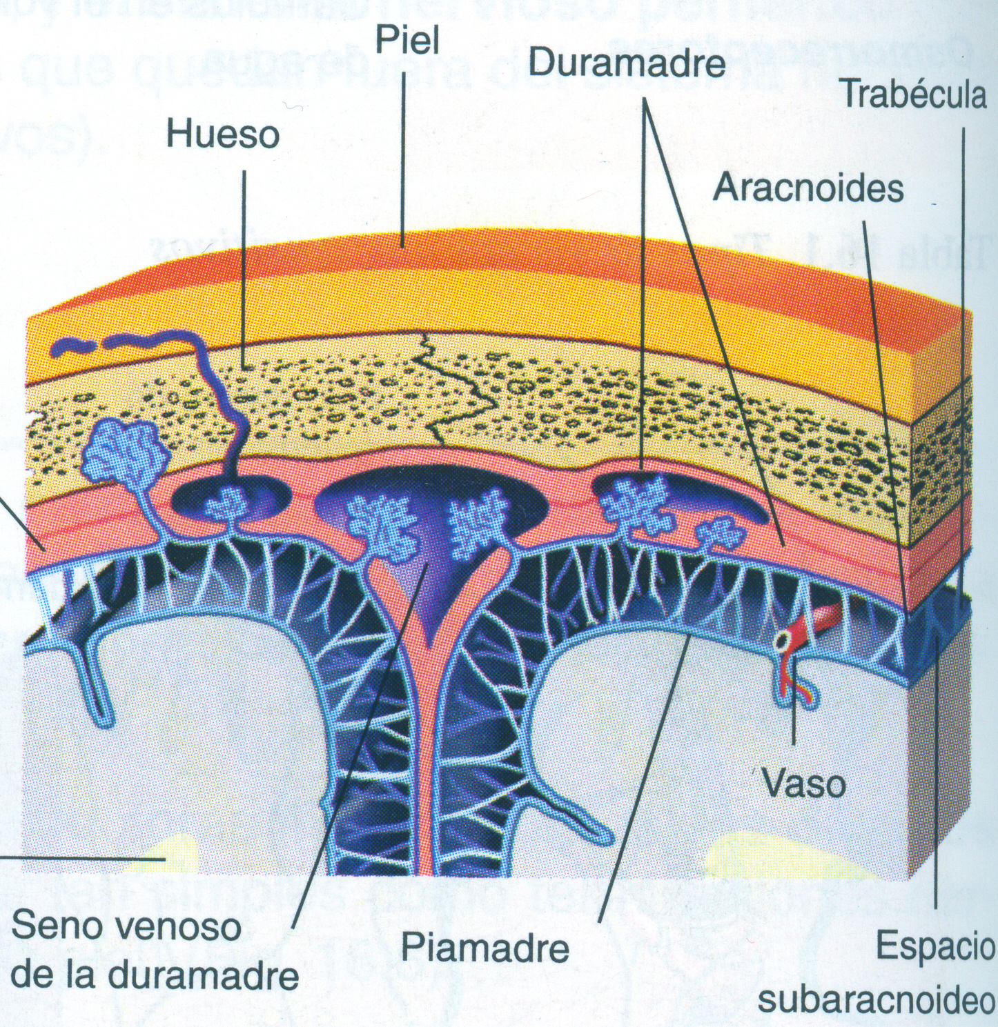 PSICOFISIOLOGÍA: Comenzamos la UNIDAD II: