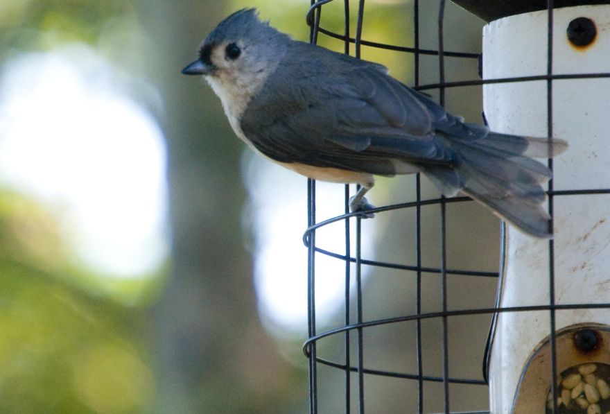 Teratology: Native Birds of Cape Cod