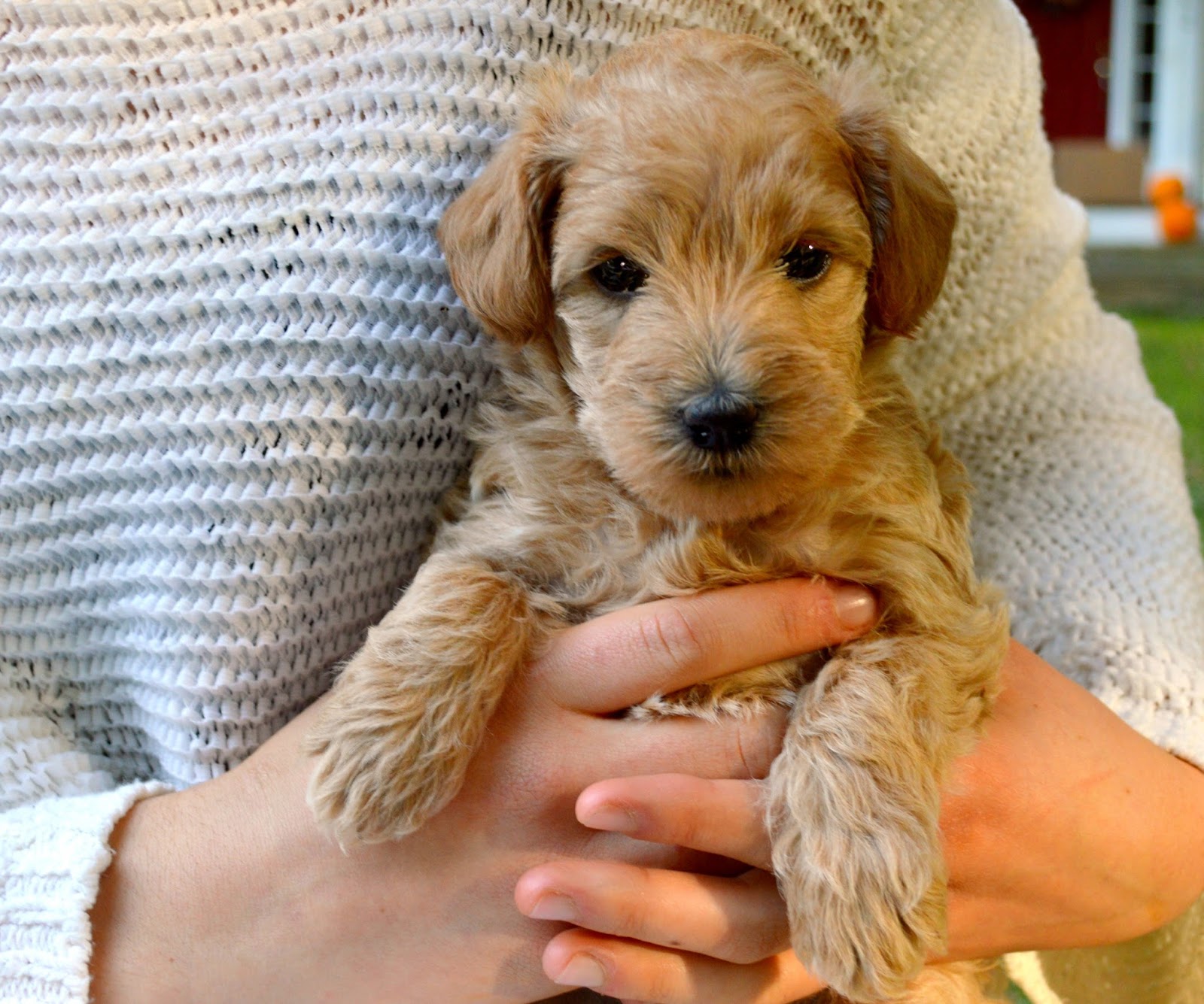 Growing Puppies - Virginia Schnoodle Breeder --Hypoallergenic Dogs ...