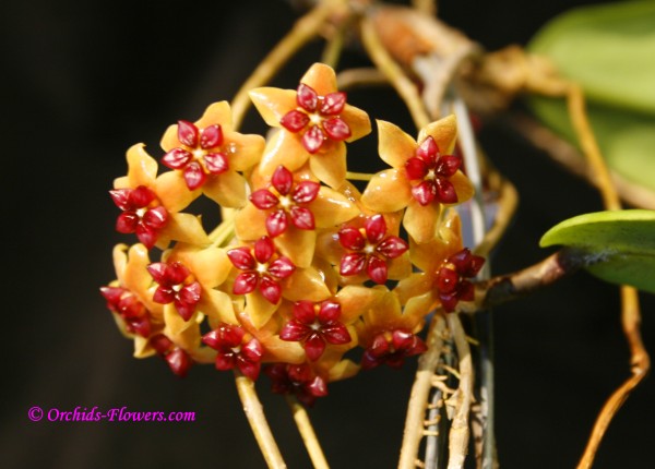 Aneka Bunga Cantik: Hoya ( Wax Flower )