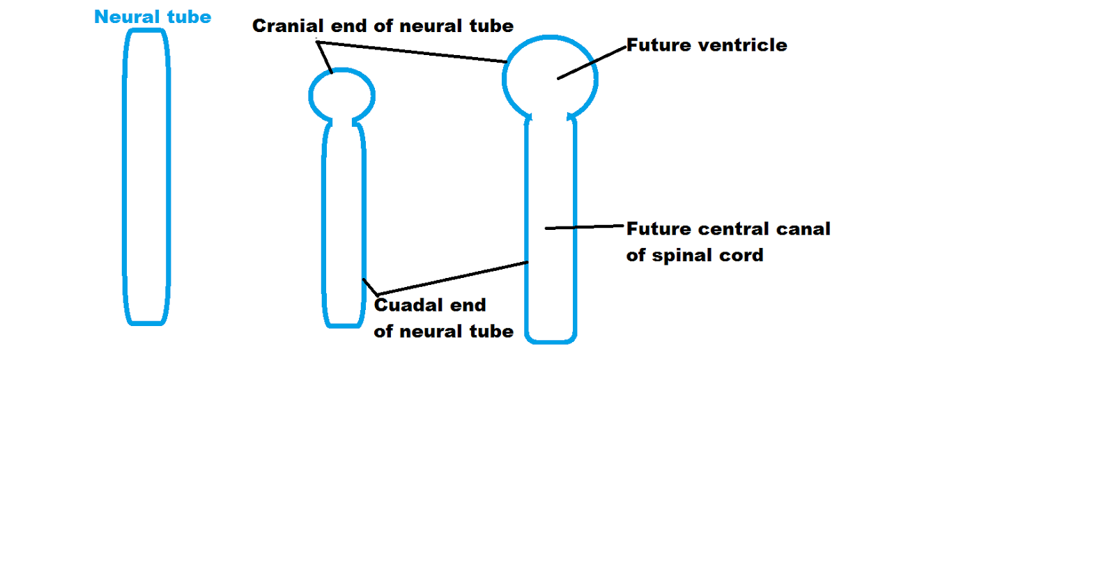 easyhumanatomy: Development of spinal cord (alar and basal plate ...
