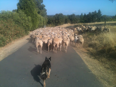 Foothill Agrarian: Modern Shepherding